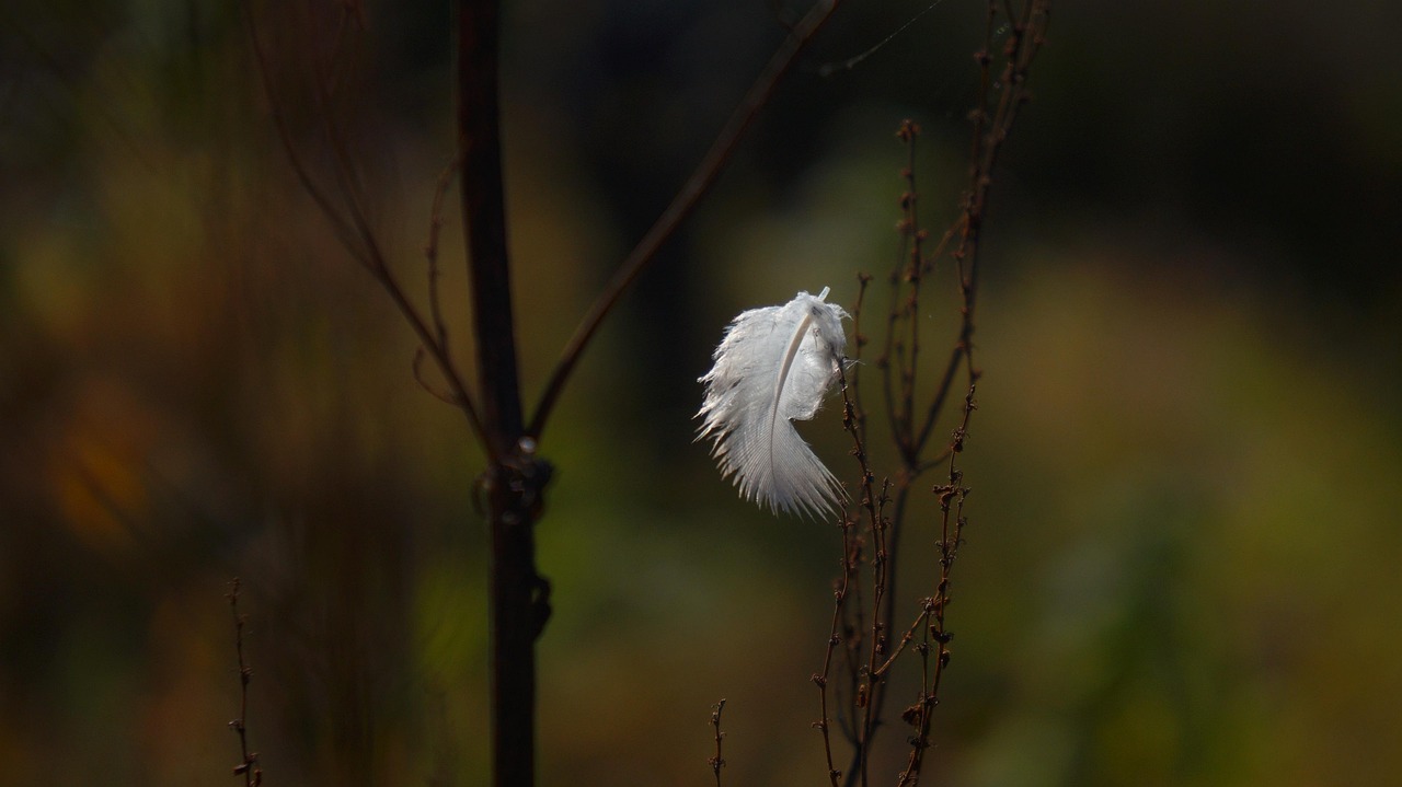Naturaleza Oscuro Pluma - Foto gratis en Pixabay - Pixabay
