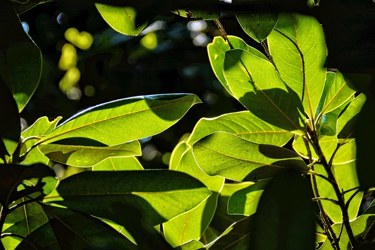 Foliage Light Nature - Free photo on Pixabay - Pixabay