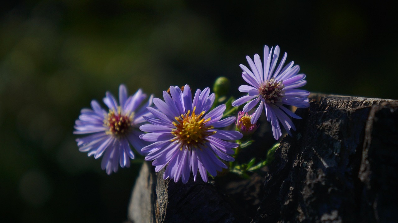 Nature Plants Flowers - Free photo on Pixabay - Pixabay
