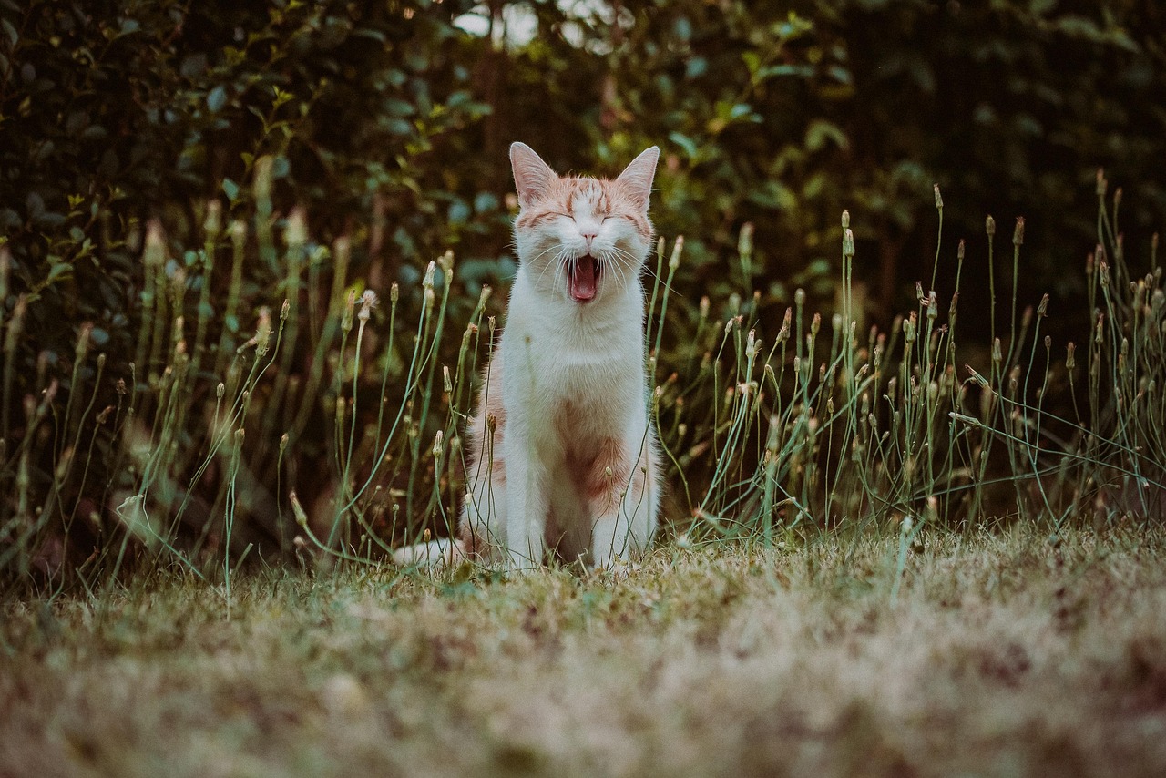 20,000+ Free Cat Crying & Cat Images - Pixabay