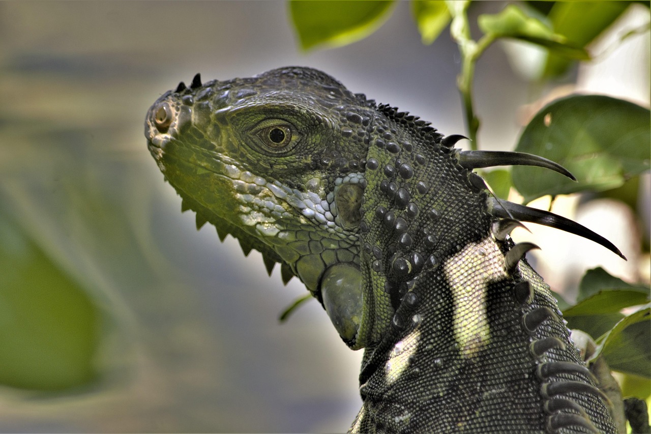 Iguana Lizard Dragon - Free photo on Pixabay - Pixabay