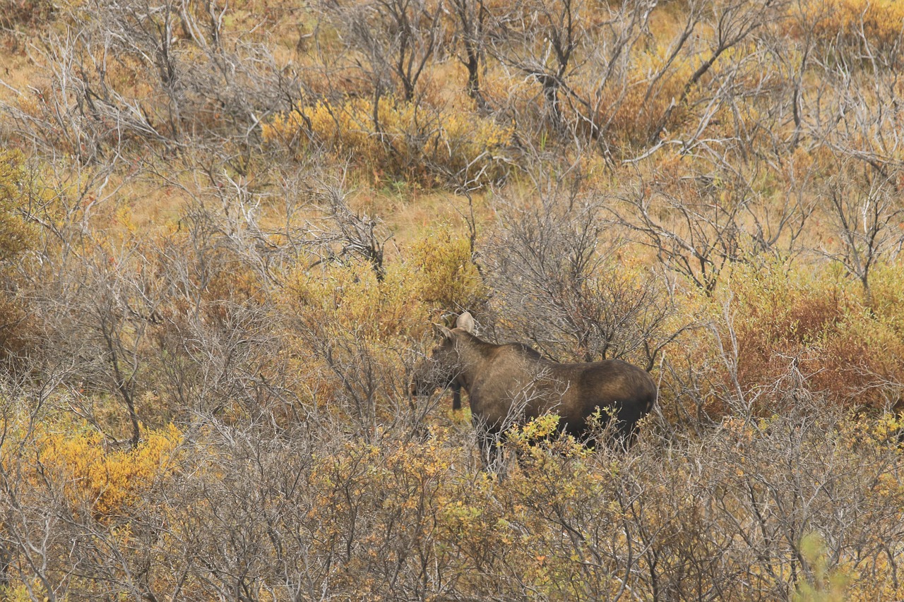 Page 3 - 700+ Free Moose & Nature Images - Pixabay