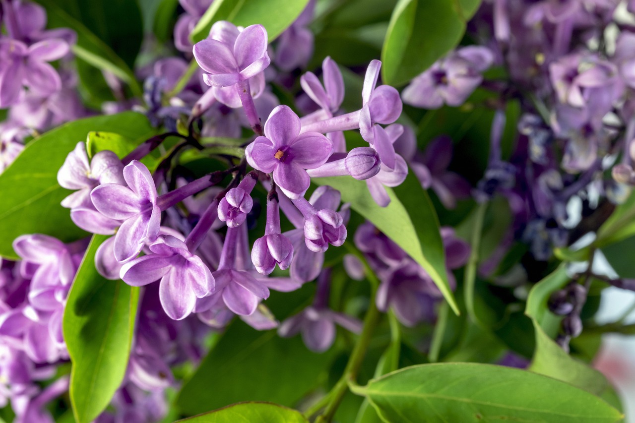 Lilas Printemps Fleur Lilac - Photo gratuite sur Pixabay