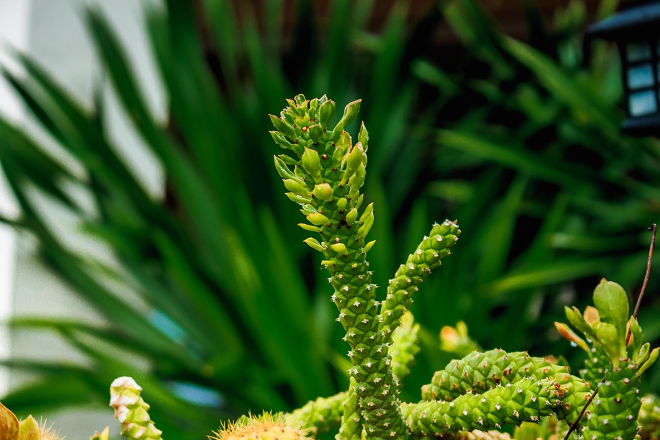 Plantar Espinho Natureza - Foto gratuita no Pixabay - Pixabay