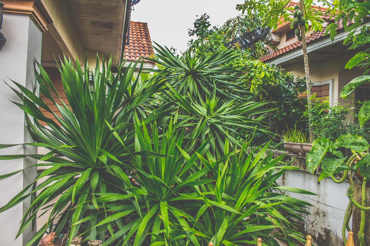 1+ Free Alussa Janpa & Early Janpa Images - Pixabay