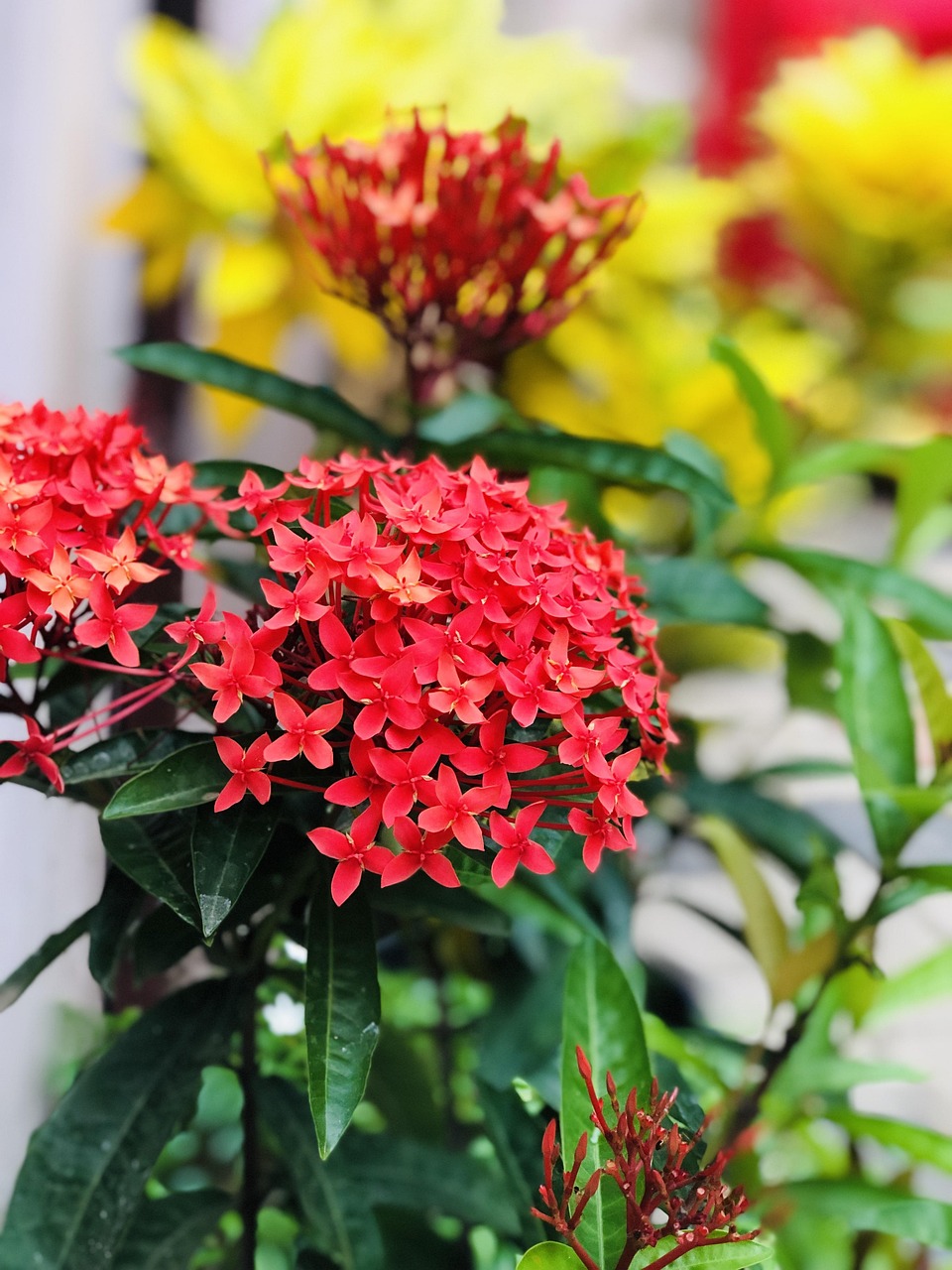 Flower Red Garden - Free photo on Pixabay - Pixabay