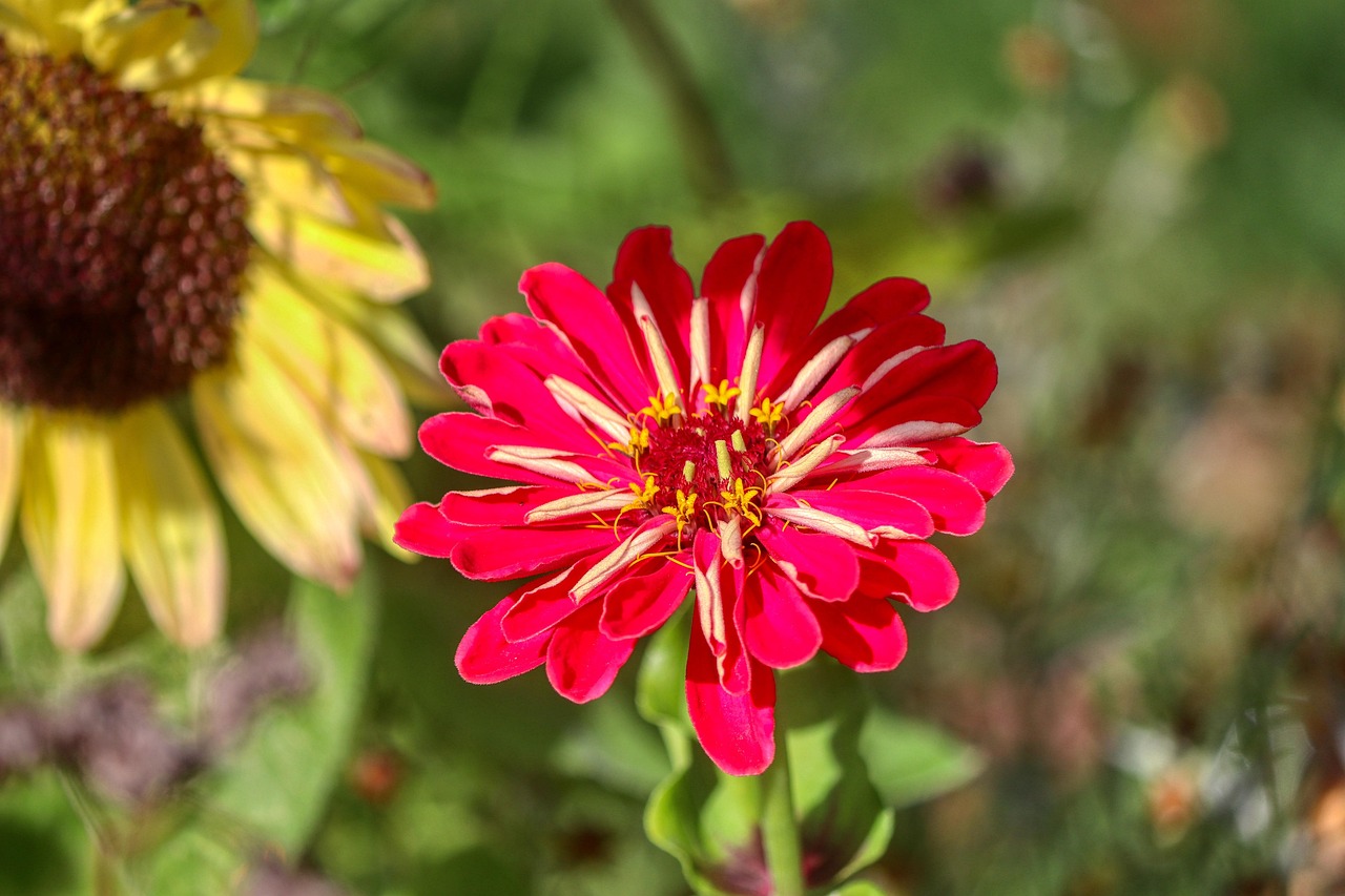 Flor Girasol Rojo - Foto gratis en Pixabay - Pixabay