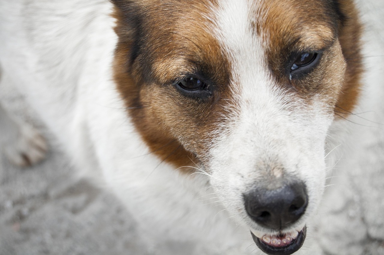 Chien Animal Fermer - Photo gratuite sur Pixabay - Pixabay