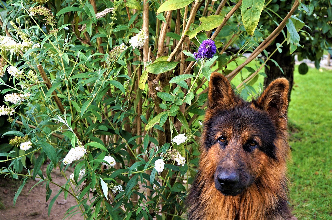 German Shepherd Dog Portrait - Free photo on Pixabay - Pixabay