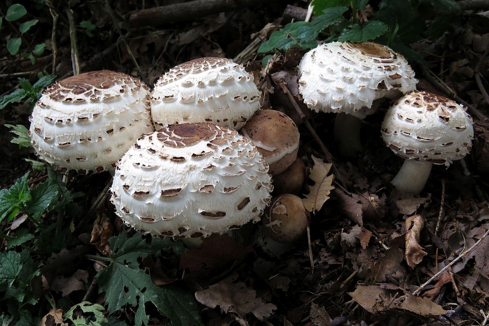 Fungi Nature Mushroom - Free photo on Pixabay