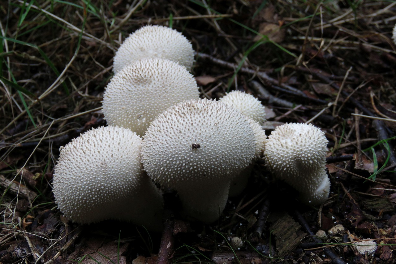 Hongos Forrest Naturaleza - Foto gratis en Pixabay
