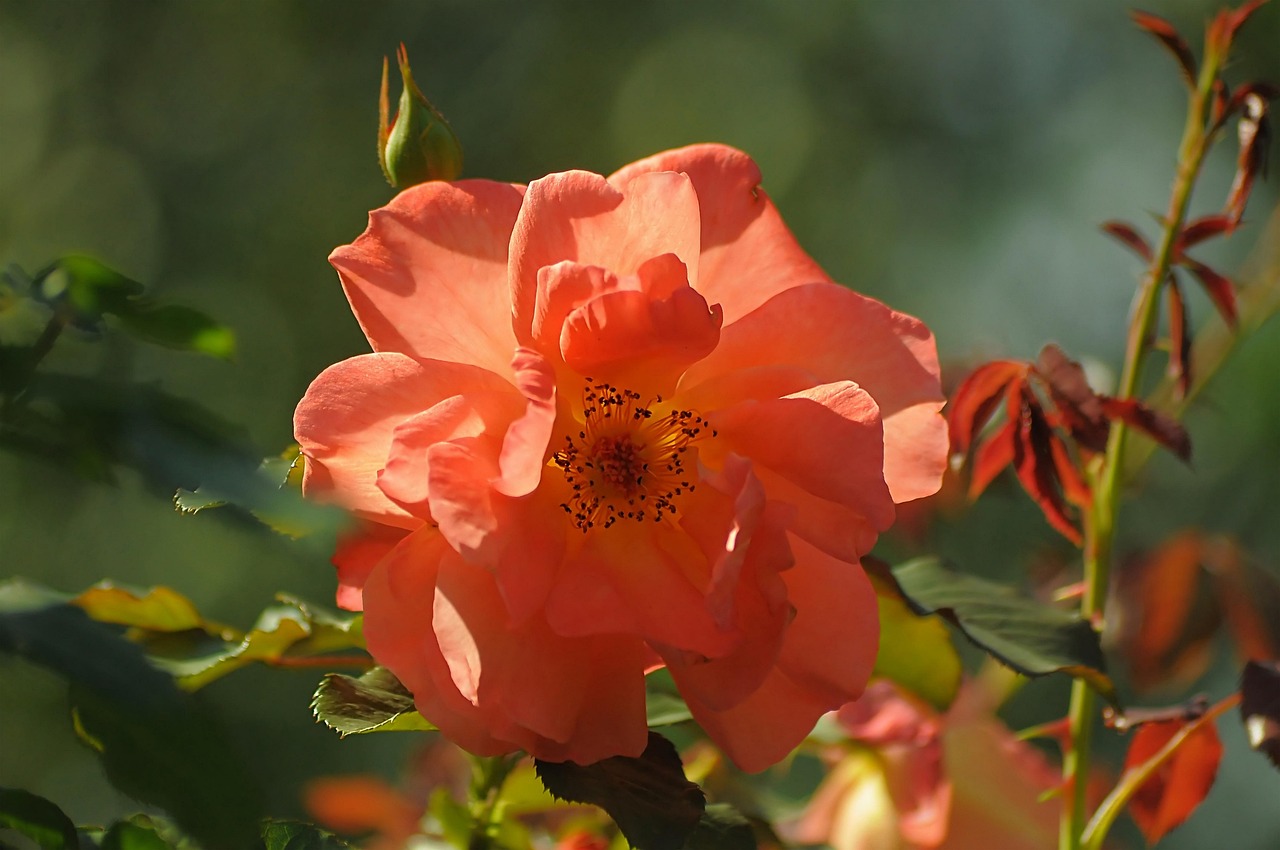 Sunny Flower Pink - Free photo on Pixabay