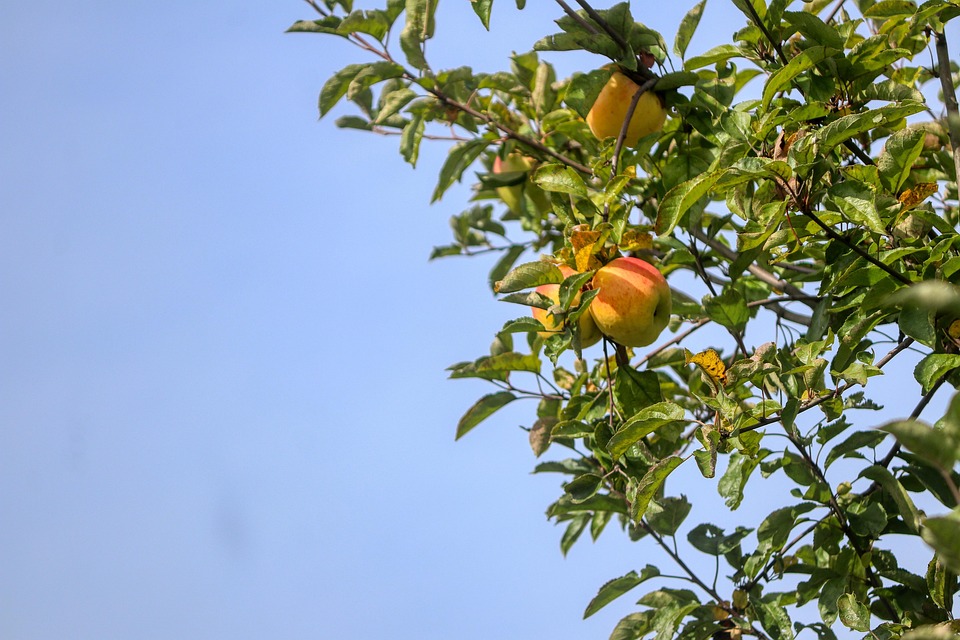 Apfelbaum Äpfel Obst - Kostenloses Foto auf Pixabay