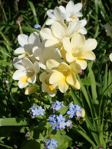 Meer dan 100 gratis afbeeldingen van Freesia en Fresia - Pixabay