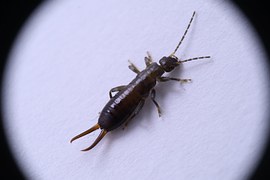 Earwig Earwigs Dermaptera - Free photo on Pixabay