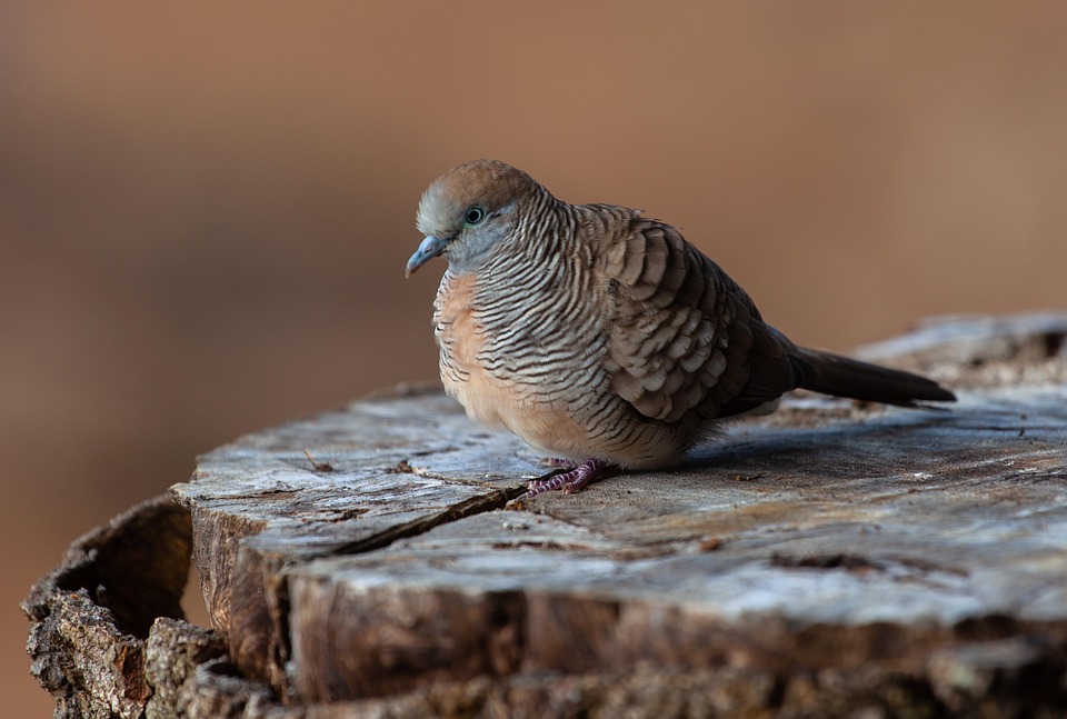 Mauritian Zebra Dove - Free photo on Pixabay