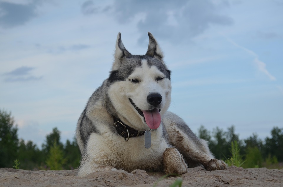 Perro Fornido Siberiano El - Foto gratis en Pixabay - Pixabay