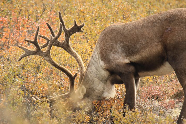 80+ Free Caribou & Reindeer Images - Pixabay