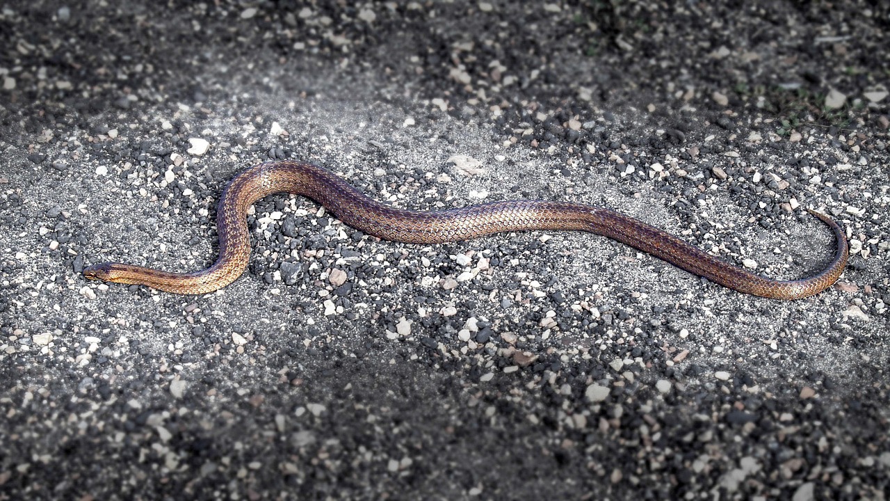 2,000+ Free Viper Snake & Snake Photos - Pixabay
