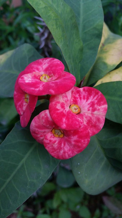 Flower Poi Sian ดอกไม้ - ภาพฟรีบน Pixabay - Pixabay