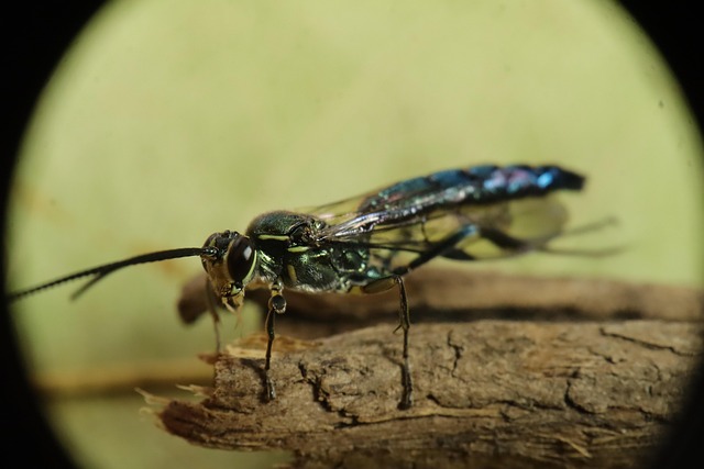 Insecte La Nature Battant - Photo gratuite sur Pixabay - Pixabay