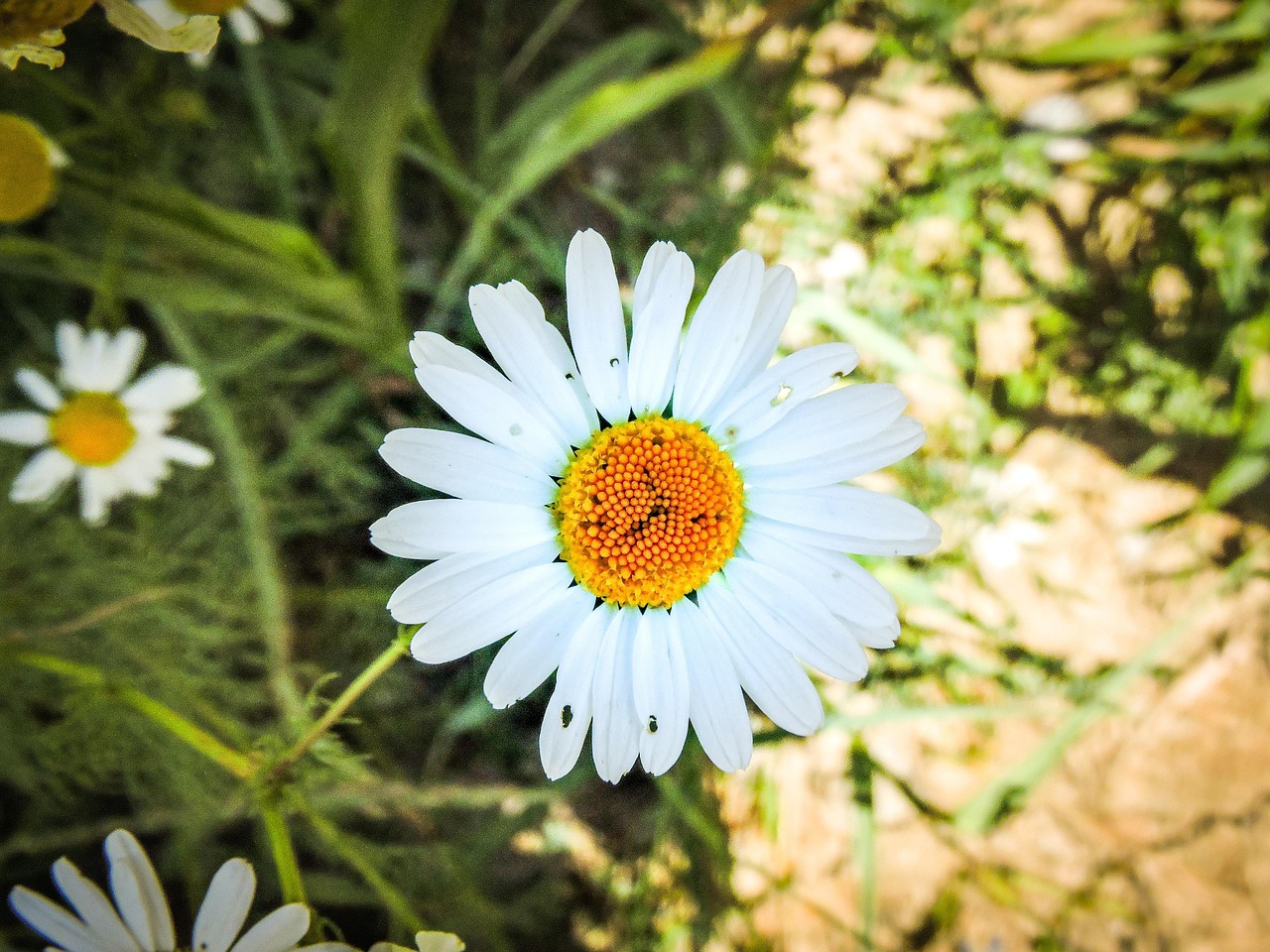 Début Du Printemps Marguerite Le - Photo gratuite sur Pixabay - Pixabay