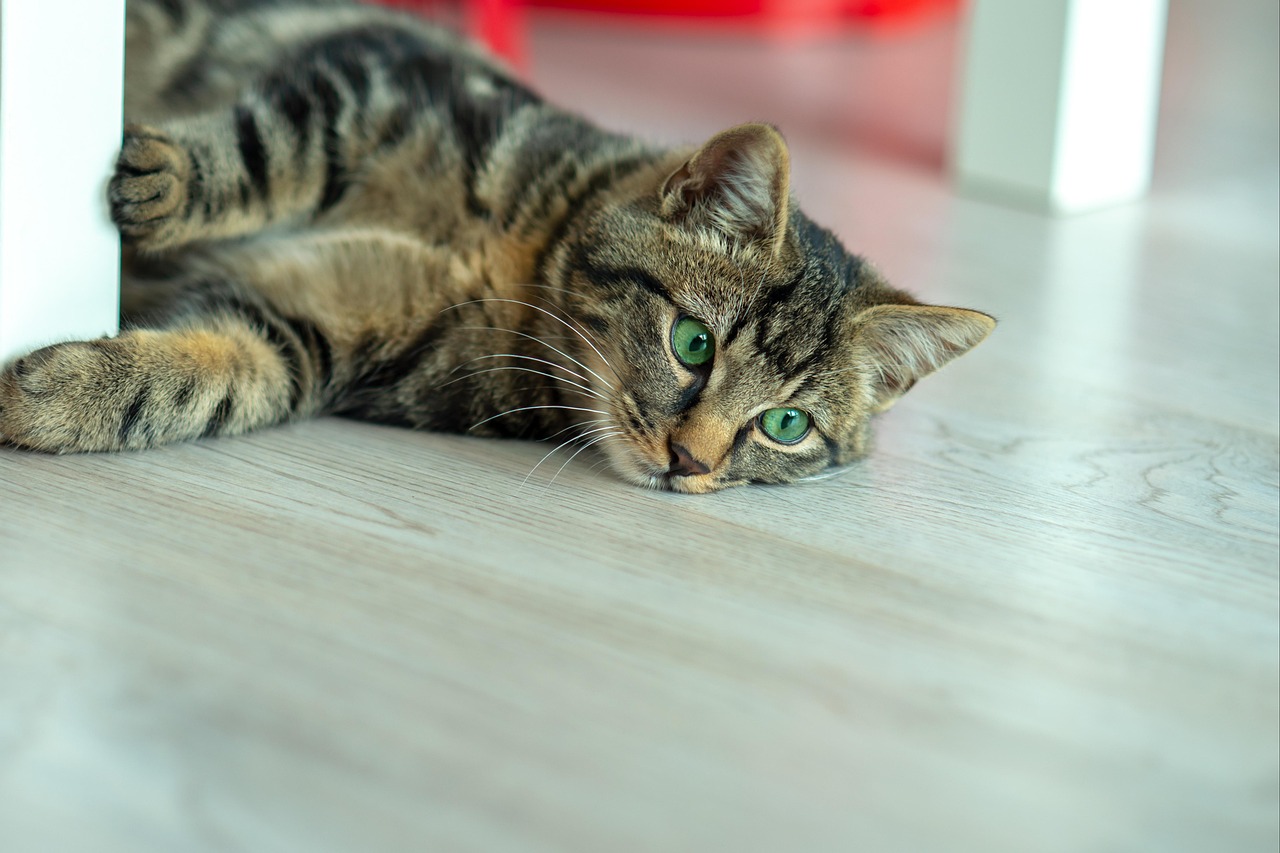 50,000+ Free Cat & Cat Images - Pixabay
