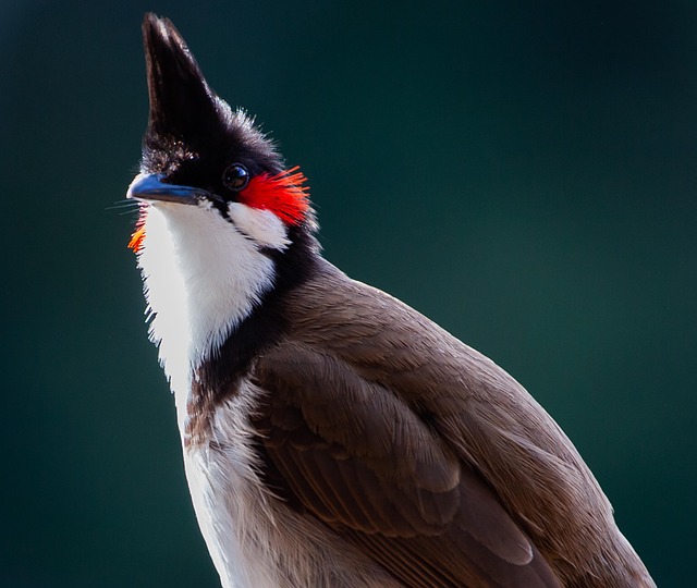 Bulbul Bird Images: 300+ Free High Quality Photos and Pictures - Pixabay