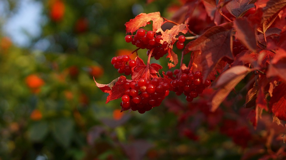 Viburnum Beeren Rot - Kostenloses Foto auf Pixabay