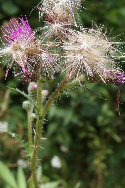 Nature Plant - Free photo on Pixabay