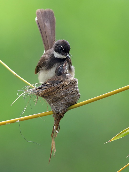 Bird Child Care Nature - Free photo on Pixabay - Pixabay