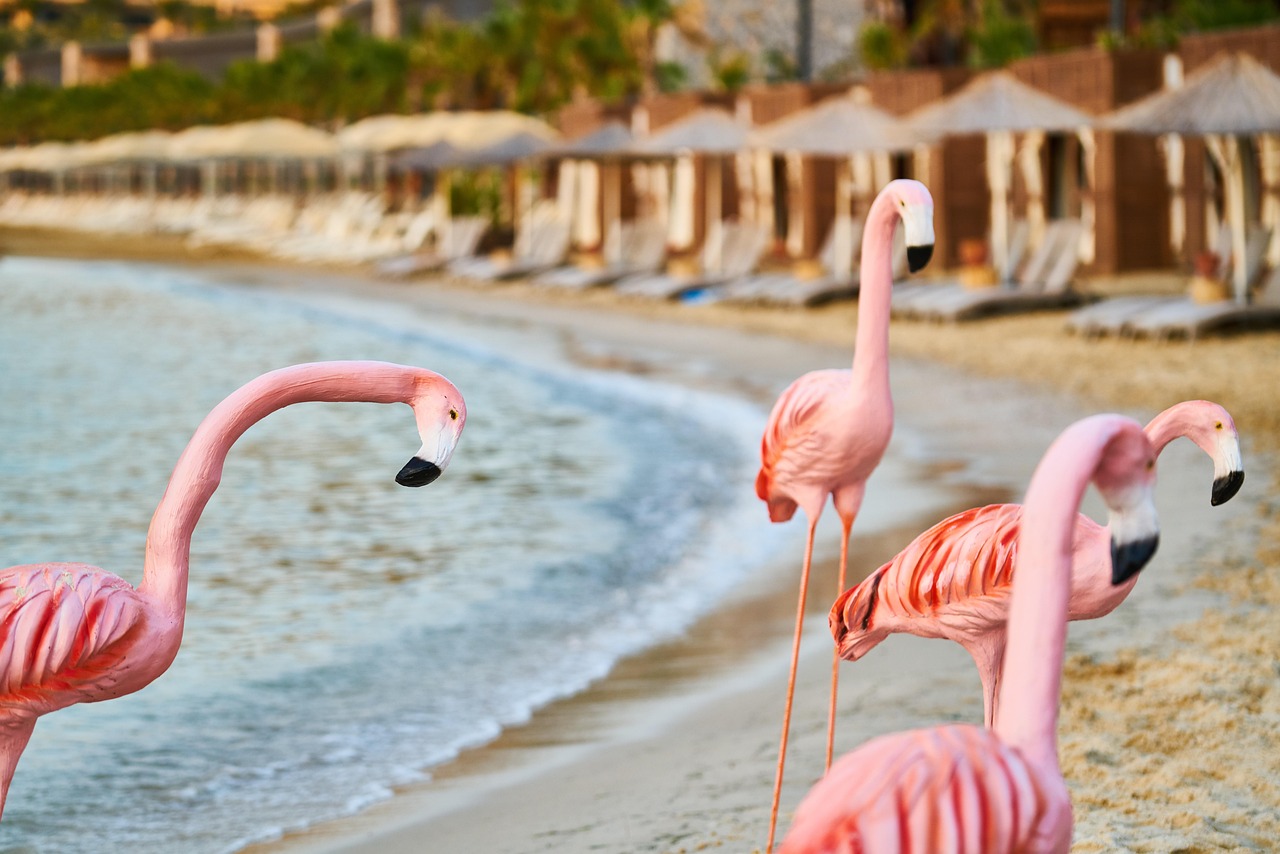 Red Flamingo