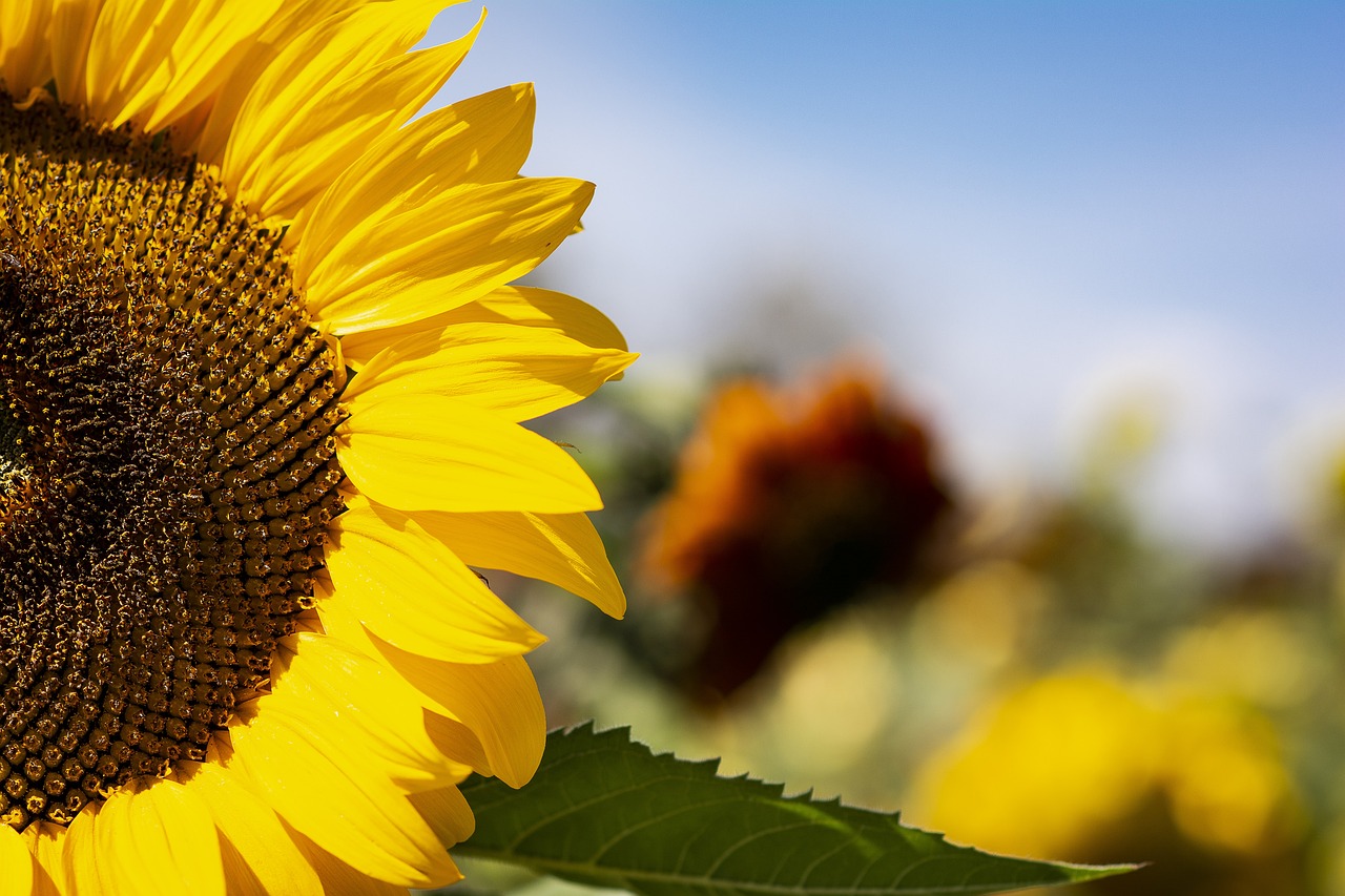 10,000+ Free Sunflowers & Nature Images - Pixabay