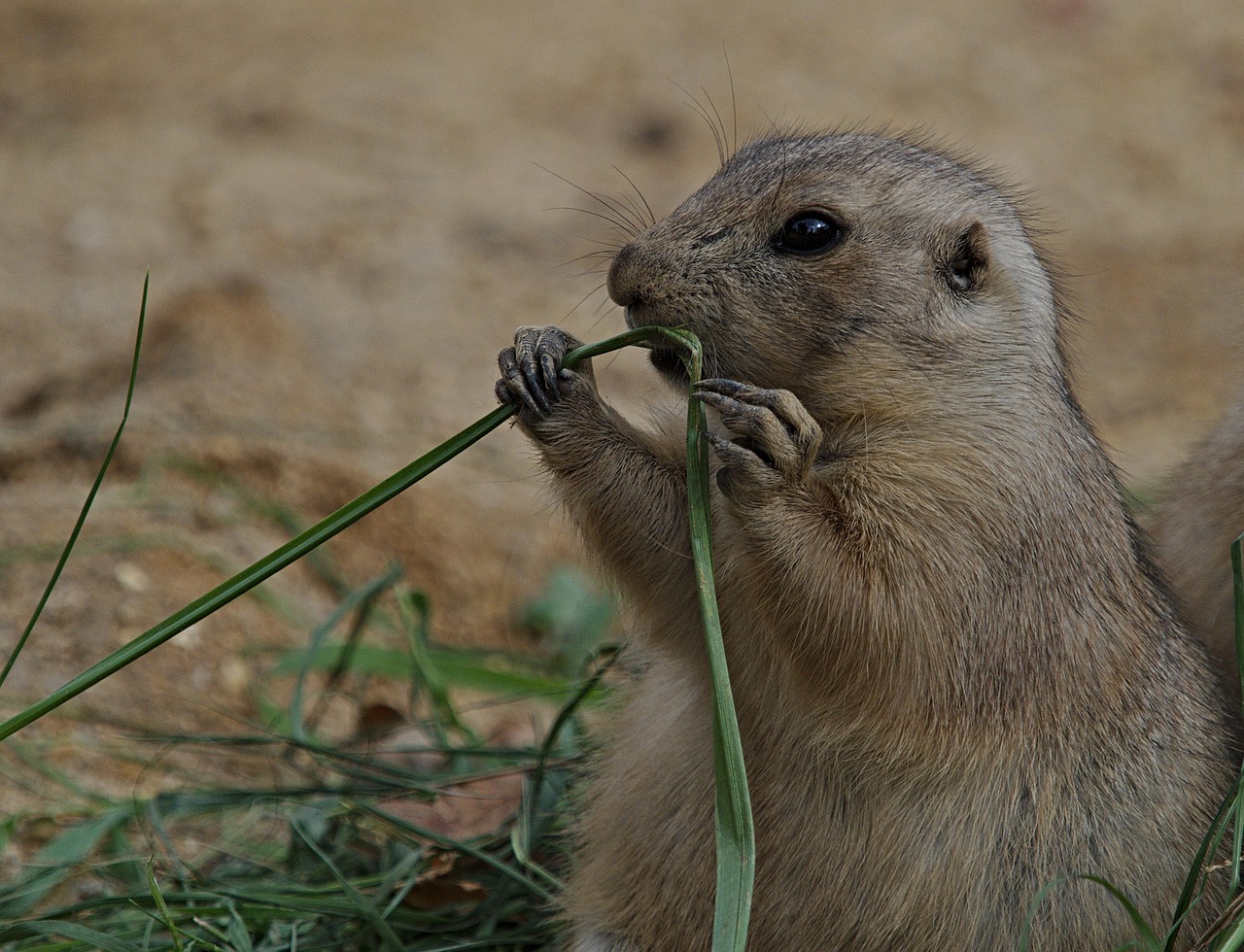 Psoun Rodent Animal - Free photo on Pixabay - Pixabay