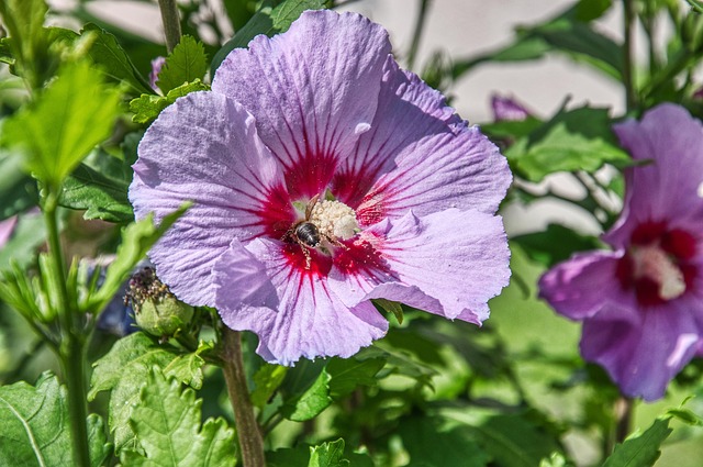 Hibiscus Arbuste Pollen - Photo gratuite sur Pixabay - Pixabay