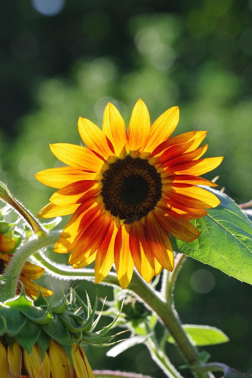 Sunflower Garden Summer - Free photo on Pixabay