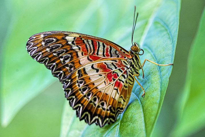 50+ Free Lacewing & Insect Photos - Pixabay