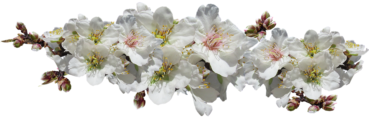 200,000+ Free Almond Trees & Almond Images - Pixabay