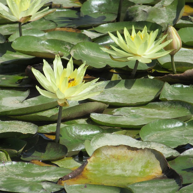 Kuning Teratai Bunga-Bunga Bunga - Foto gratis di Pixabay - Pixabay