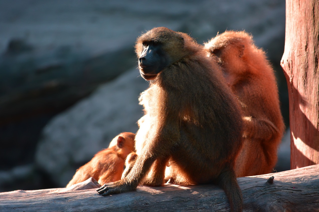 Nuerberg Zoo Affen - Kostenloses Foto auf Pixabay - Pixabay