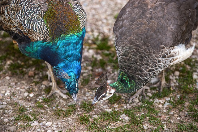Des Oiseaux La Nature Bleu - Photo gratuite sur Pixabay - Pixabay