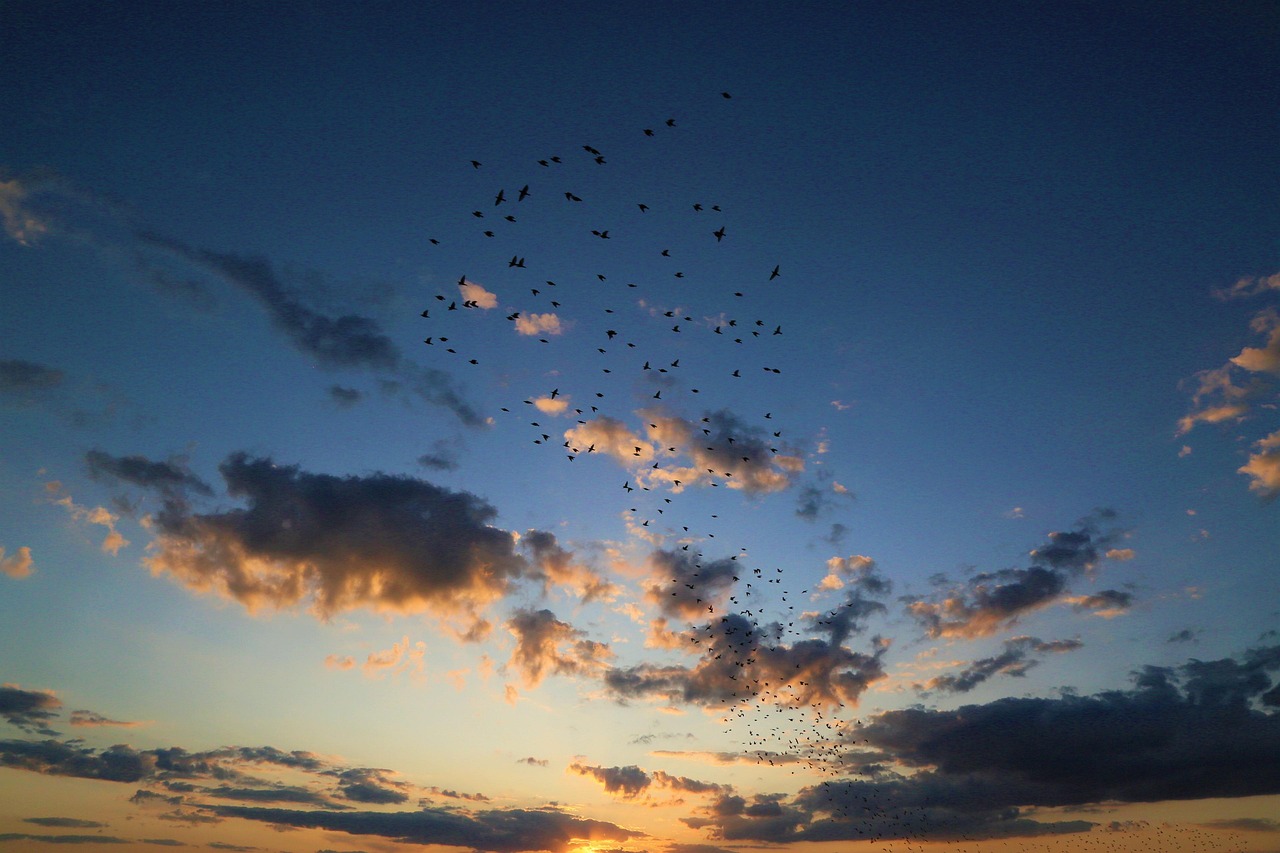 Des Oiseaux Le Coucher Du Soleil - Photo gratuite sur Pixabay - Pixabay