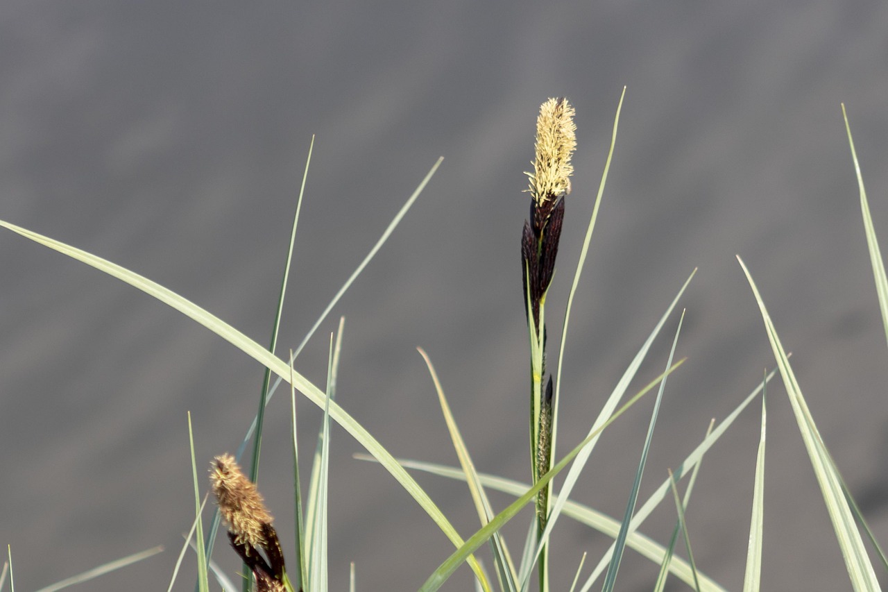 Wildflower Eagle Aquatic Plant - Free photo on Pixabay - Pixabay