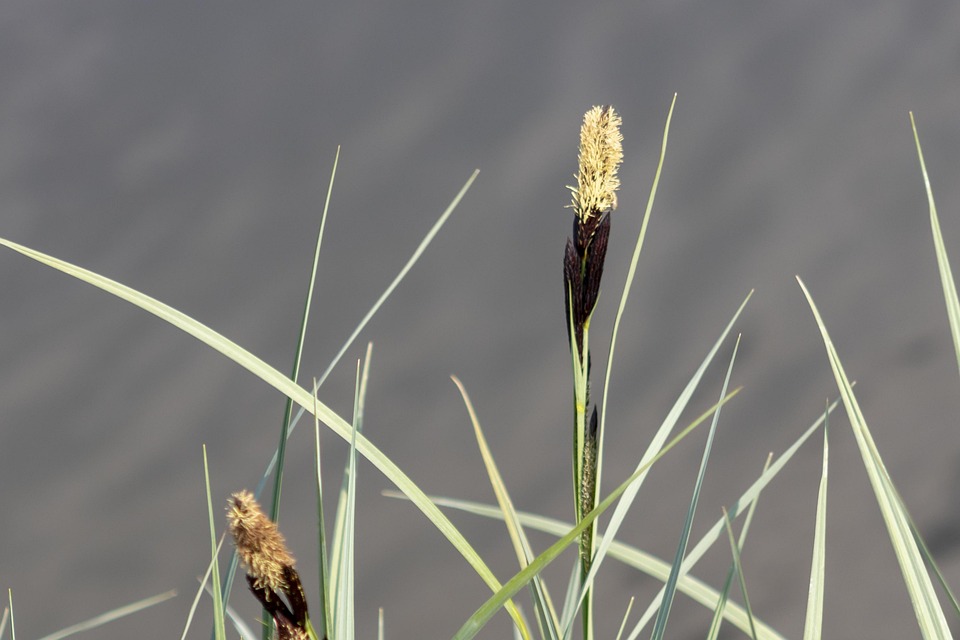 Wildflower Eagle Aquatic Plant - Free photo on Pixabay - Pixabay