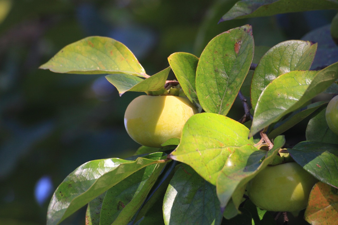 300+ Free Persimmon & Fruit Images - Pixabay