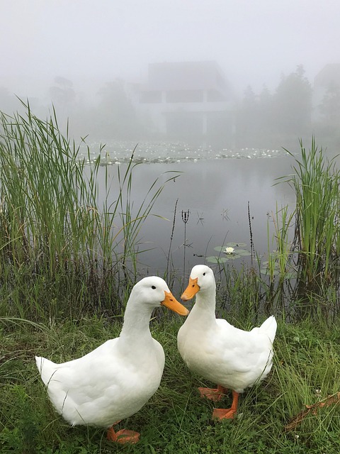 Pato Ganso Animal - Foto gratuita no Pixabay