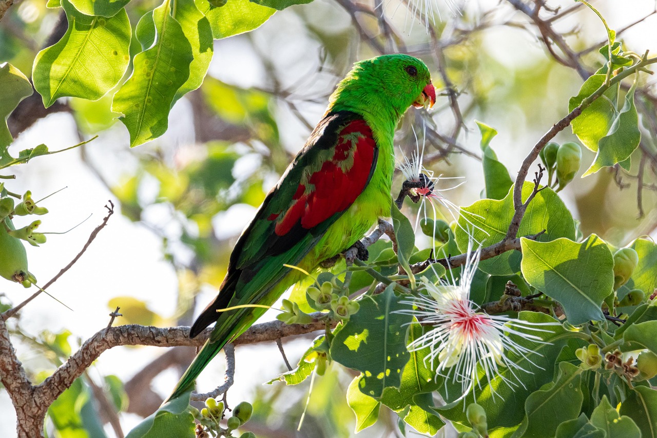 Nature Faune Perroquet À Ailes - Photo gratuite sur Pixabay - Pixabay
