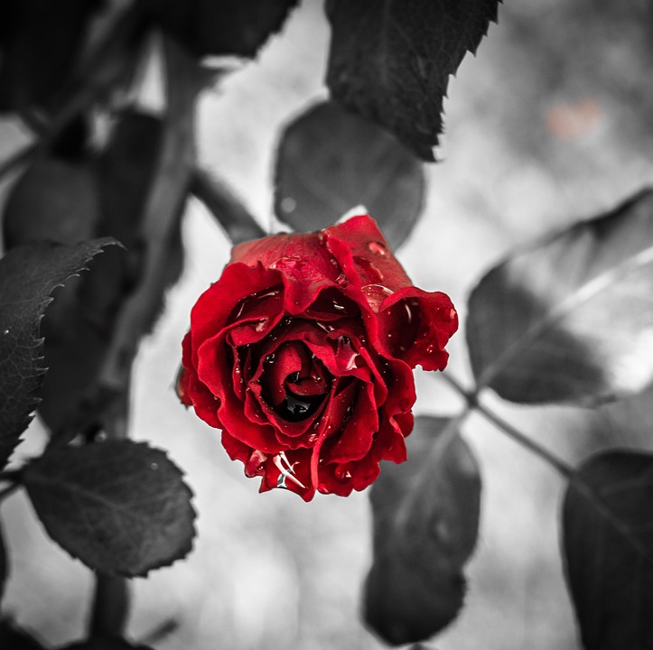 Kasvisto Ruusu Ruusuja - Ilmainen valokuva Pixabayssa - Pixabay