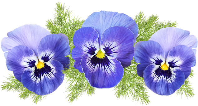 Peste 20 de imagini gratuite cu Fenicul Flori și Fenicul - Pixabay