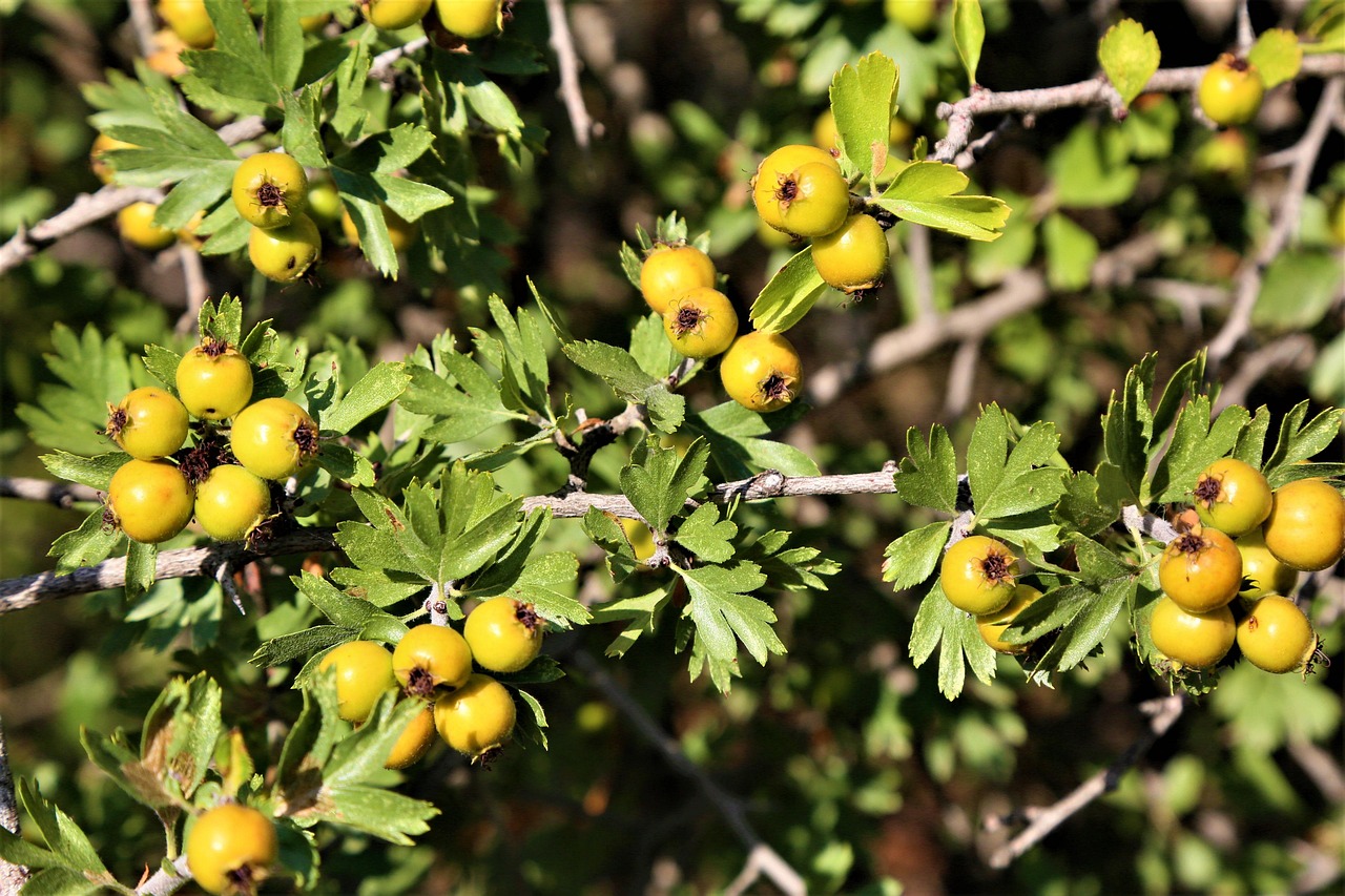 Hawthorn Fruit Nature - Free photo on Pixabay - Pixabay